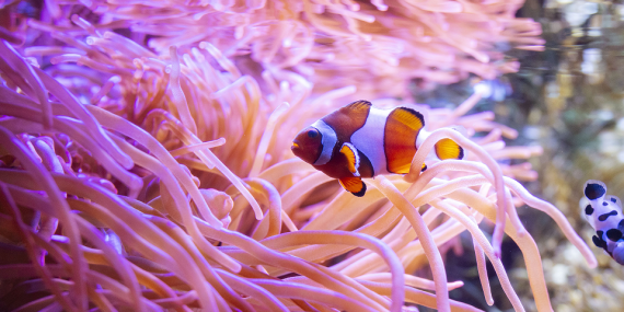 The Florida Aquarium - Tampa, FL
