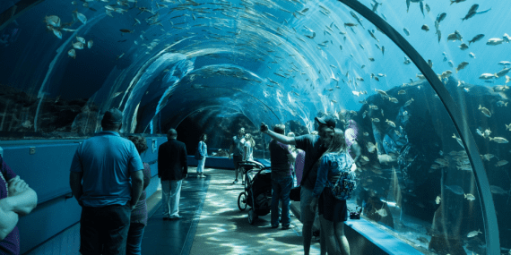 Georgia Aquarium - Atlanta, GA | I-75 Exit Guide